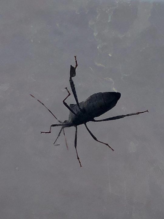 Oklahoma woman’s yard infested by mystery bugs