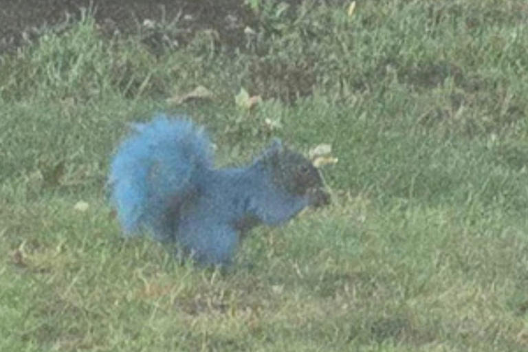 Connecticut animal activists seeking jerks who coated two squirrels ...