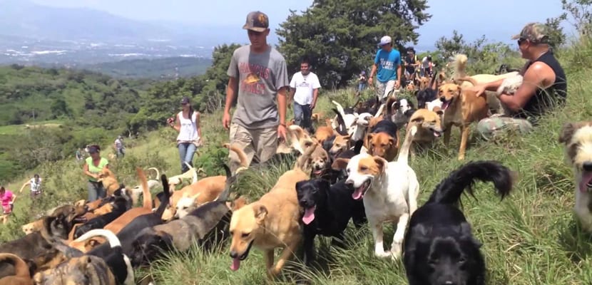 Territorio Zaguates: el paraíso de los perros en Costa Rica