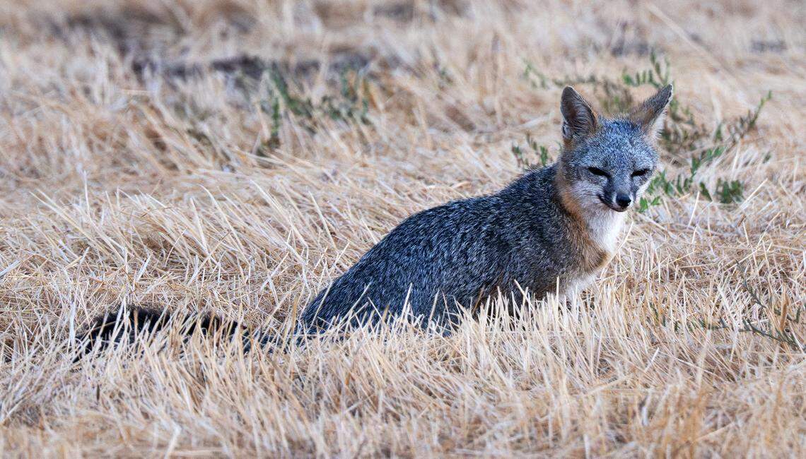 Gray foxes aren't new to Modesto's urban areas. So why are they more ...