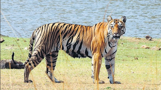 Eight tigers from Tadoba to be resettled in Sahyadri reserve