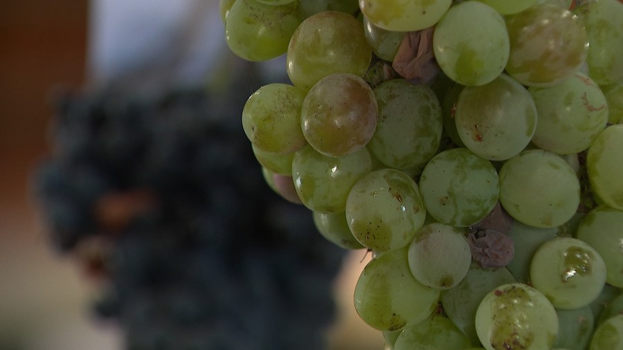 Lodi Grape Festival 2025 is in full swing this weekend