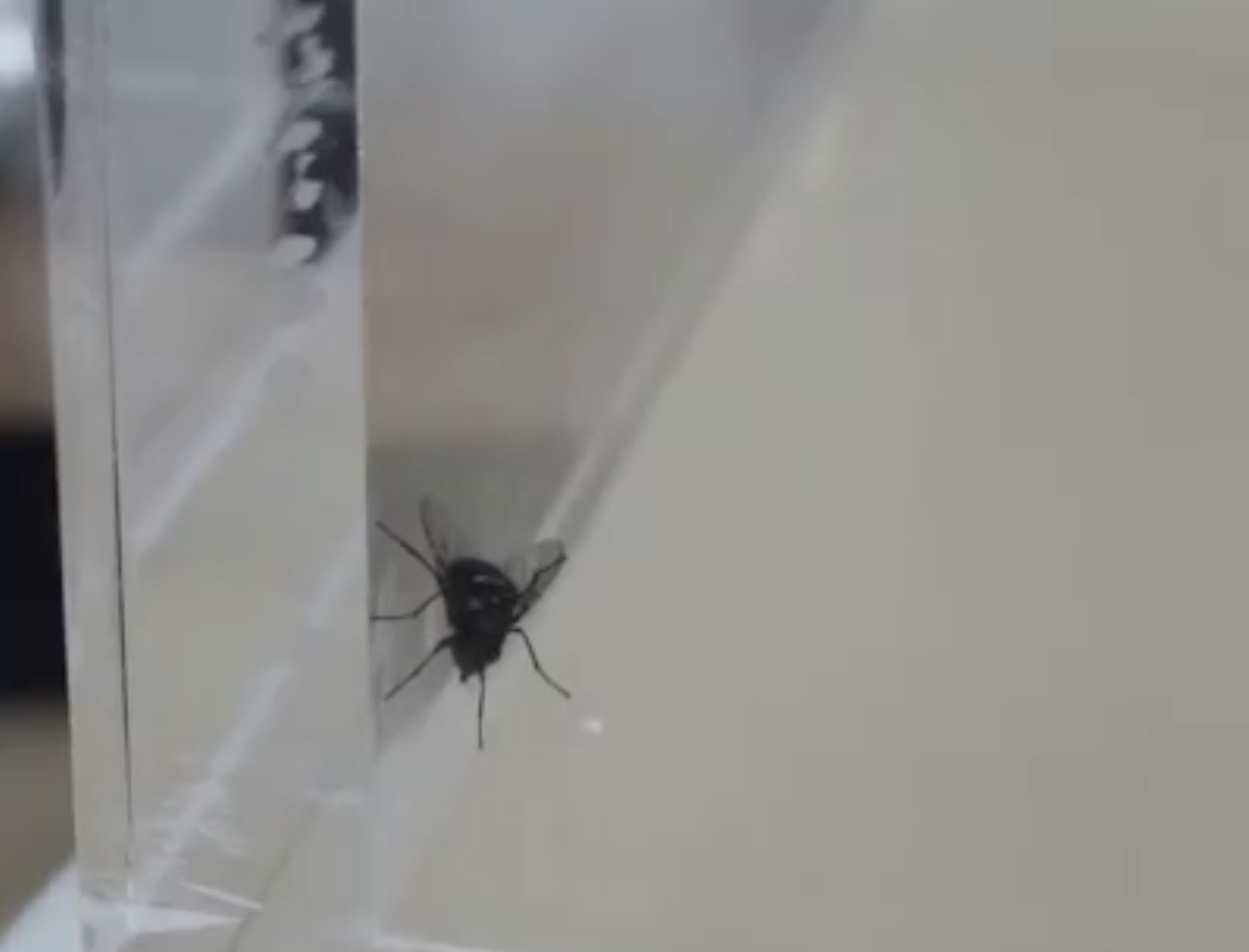 Can flies really fly in space?