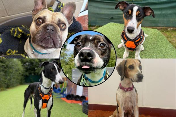 Dog 'rehoming crisis' leaving Cumbrian animal shelters at full capacity