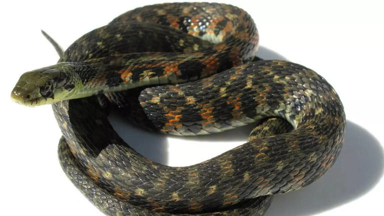 Most dangerous snakes in the world that attack in silence: Black Mamba ...