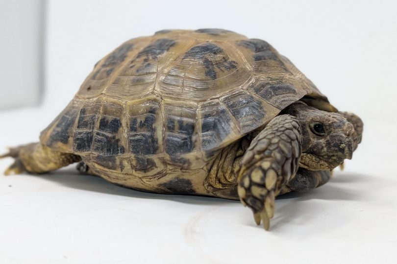 Beloved tortoise Tonks stolen from pet store after being 'shoved inside ...