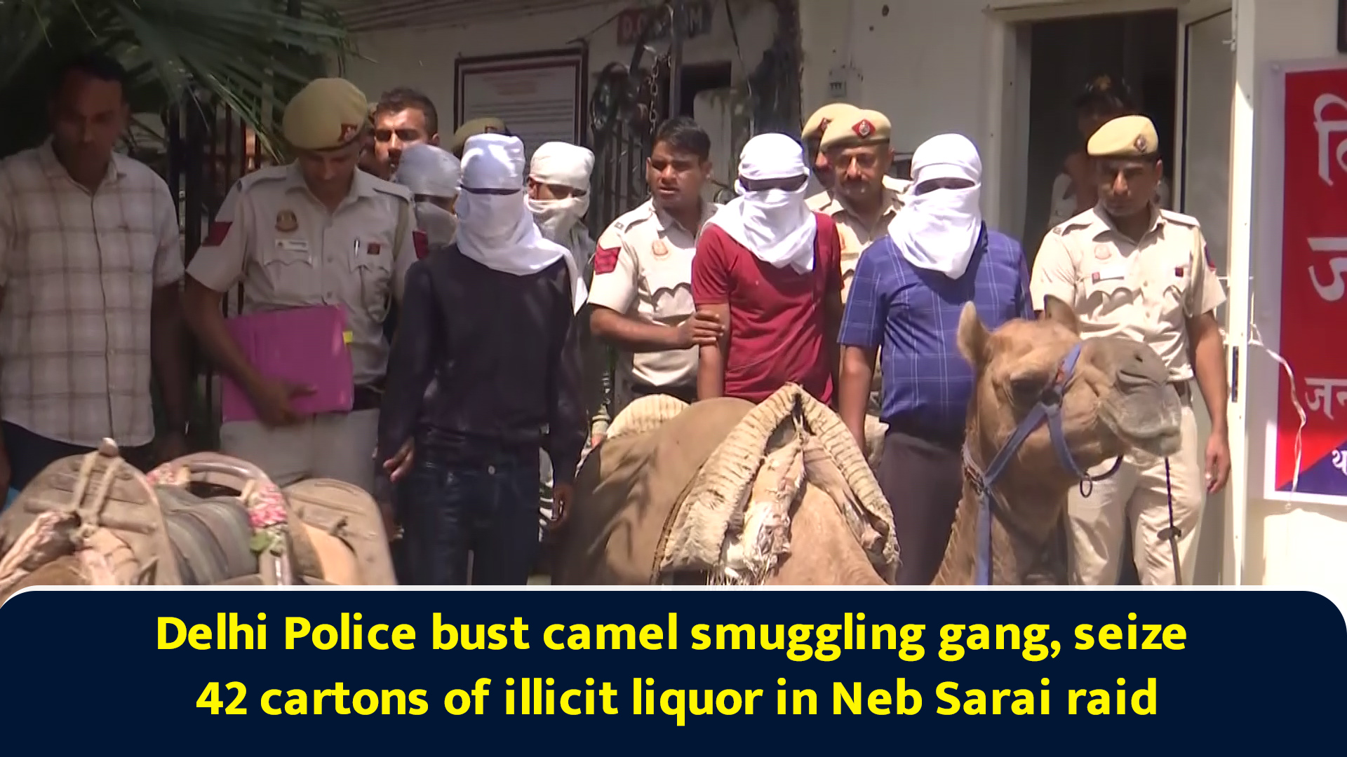 Delhi Police bust camel smuggling gang, seize 42 cartons of illicit ...