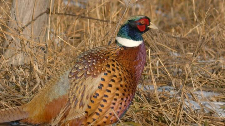 Pheasant-themed beer hits the shelves in key hunting states