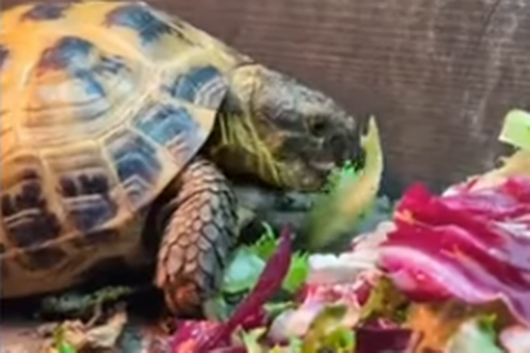 Beloved tortoise Tonks stolen from pet store after being 'shoved inside ...