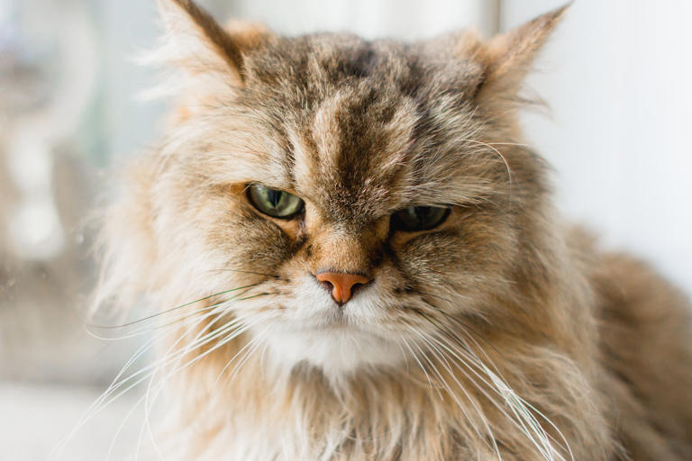 Persian Cat Annoyed With Kitty Sister's Morning Energy Has Everyone ...