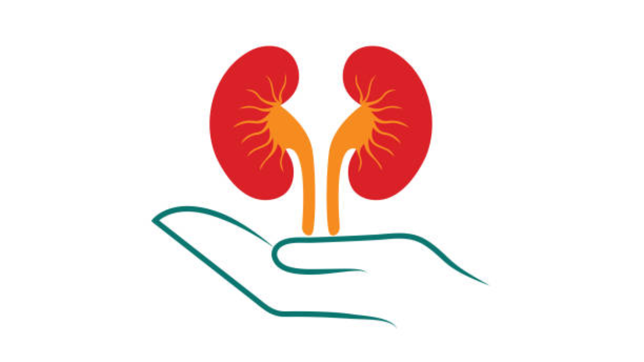 Kidney health: Best herbal teas for kidney support besides water and ...