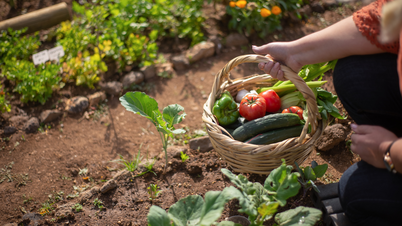 5 herbs you can easily grow in balcony or terrace garden