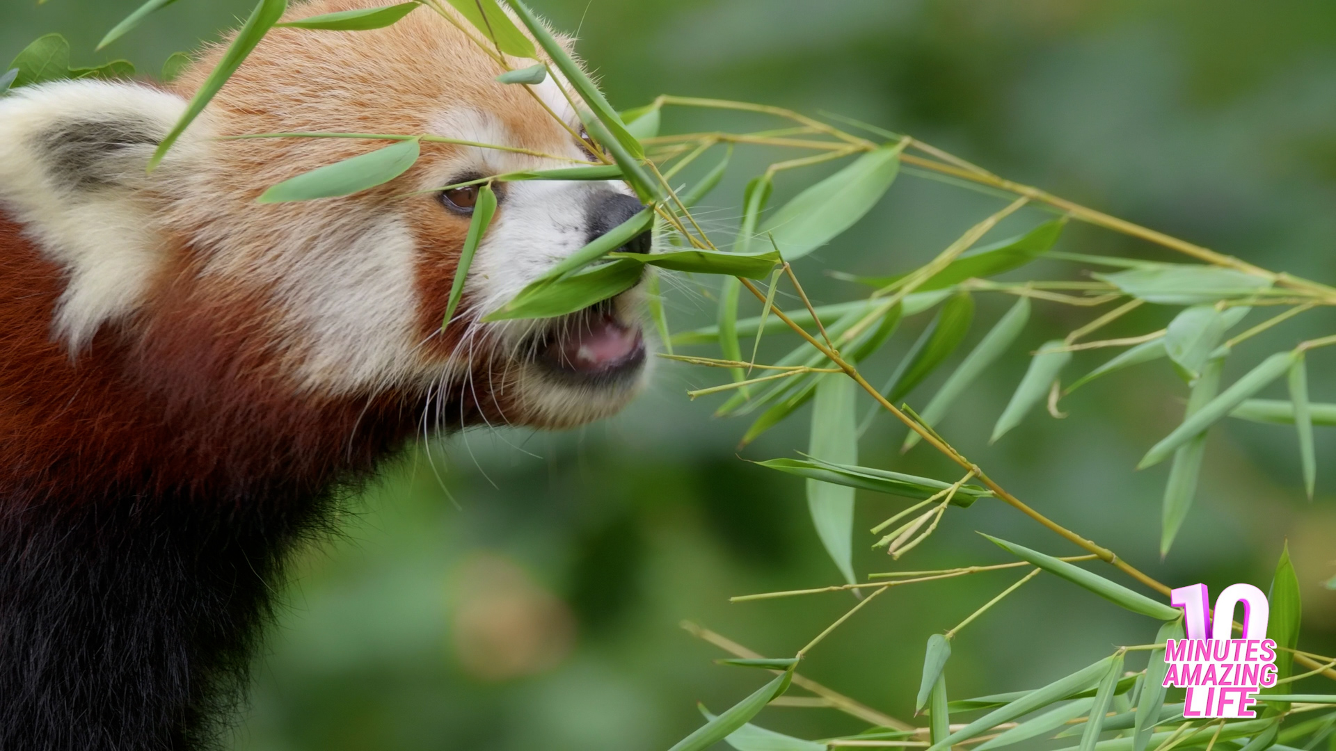 Rode panda eet verse bamboe