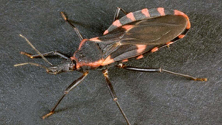 Parasitic kissing bugs in SC will be more active soon. What to know ...