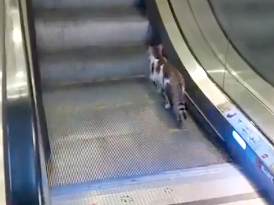 Cat struggles with escalator and goes viral
