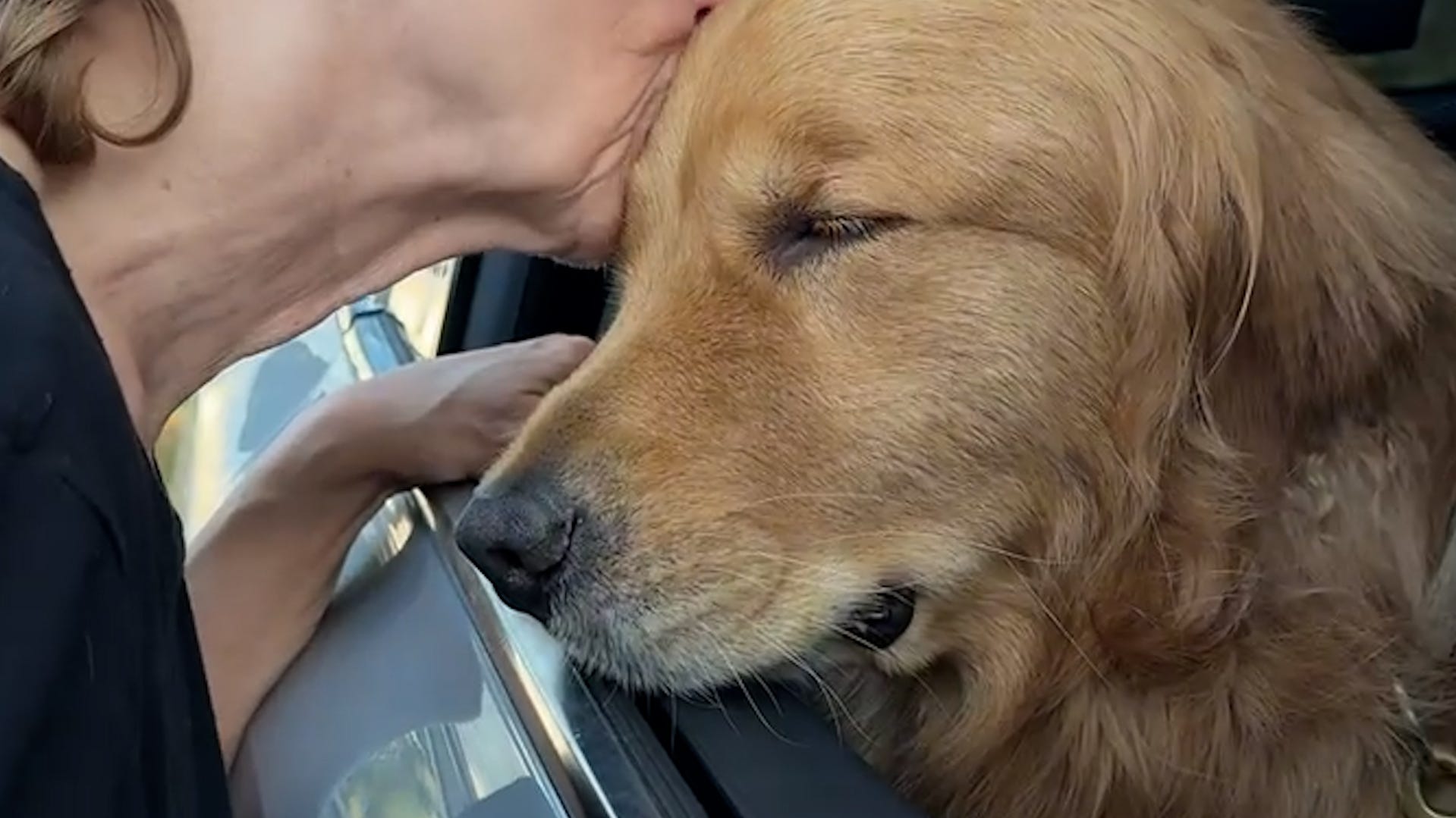 Golden retriever looks heartbroken leaving grandma's house