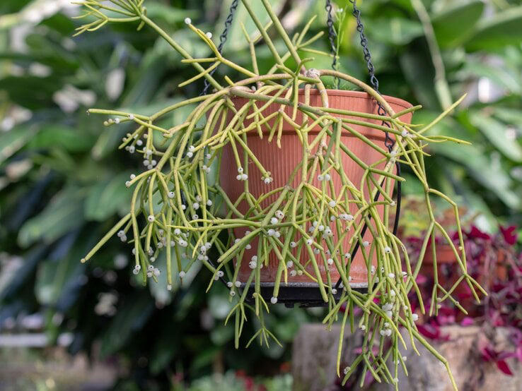 Die schönsten Pflanzen fürs Treppenhaus – schick, grün & pflegeleicht