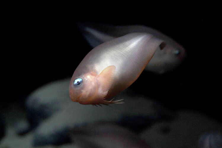 3 new species discovered off Calif. coast, and you can see one in SF