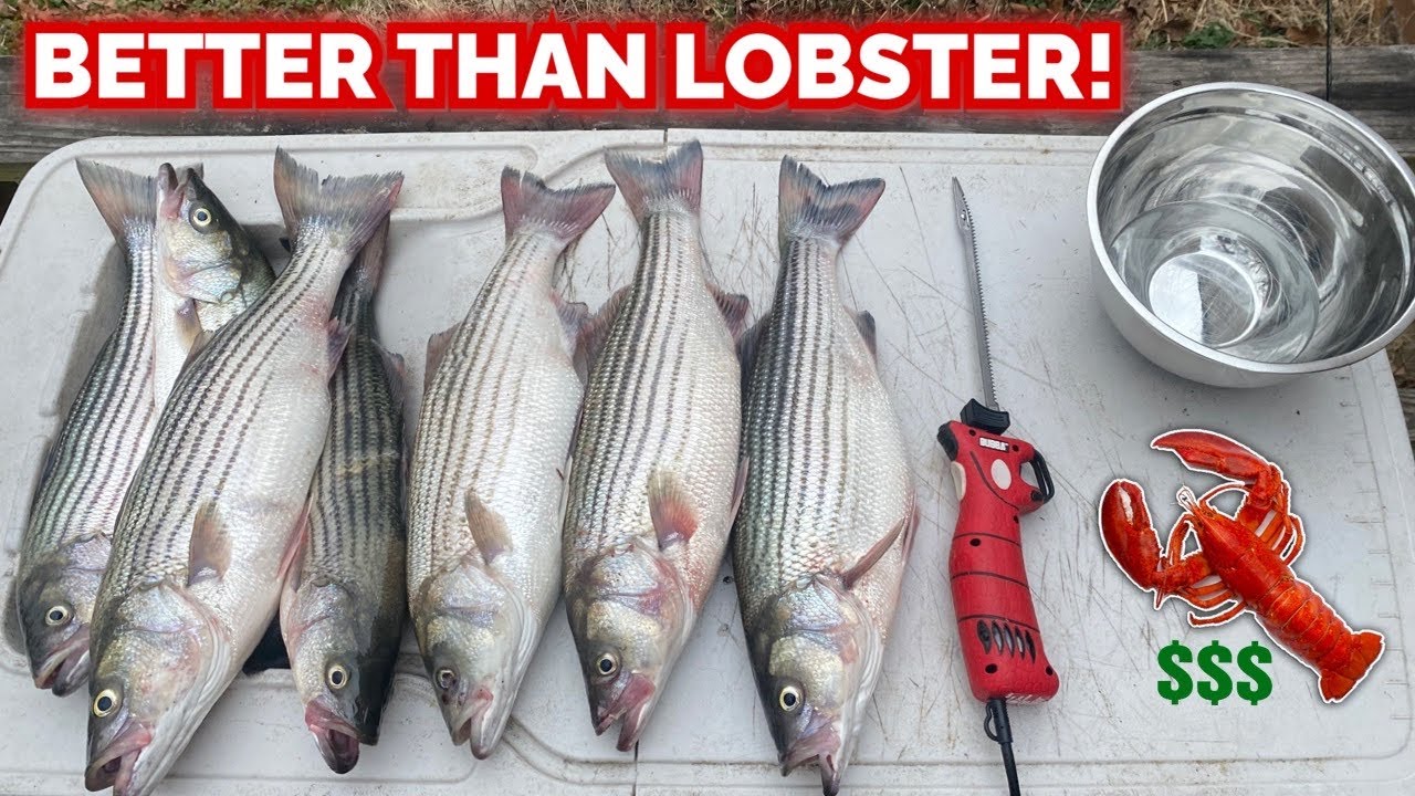 Fish tastes better than lobster with unique catch and cook