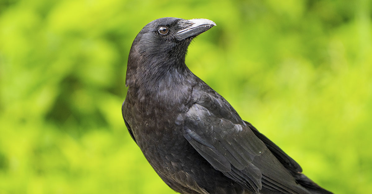 When Sick, Crows Lay on Ant Hills as a Cure to Fight Disease