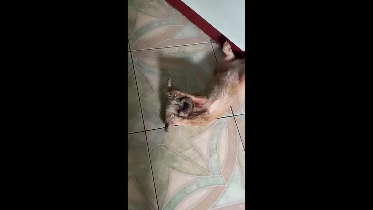 Dog covers ears while owner sings in Pampanga, Philippines