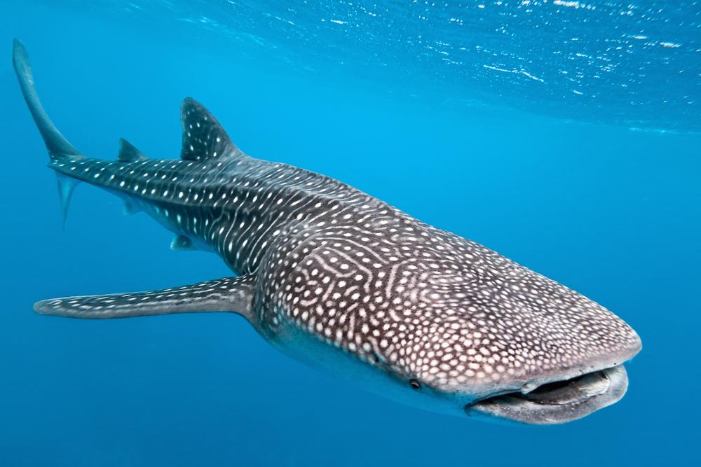 16 Giant Sea Creatures That Broke Size Records
