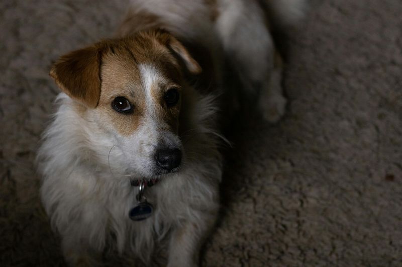 Things Humans Do That Secretly Upset Dogs
