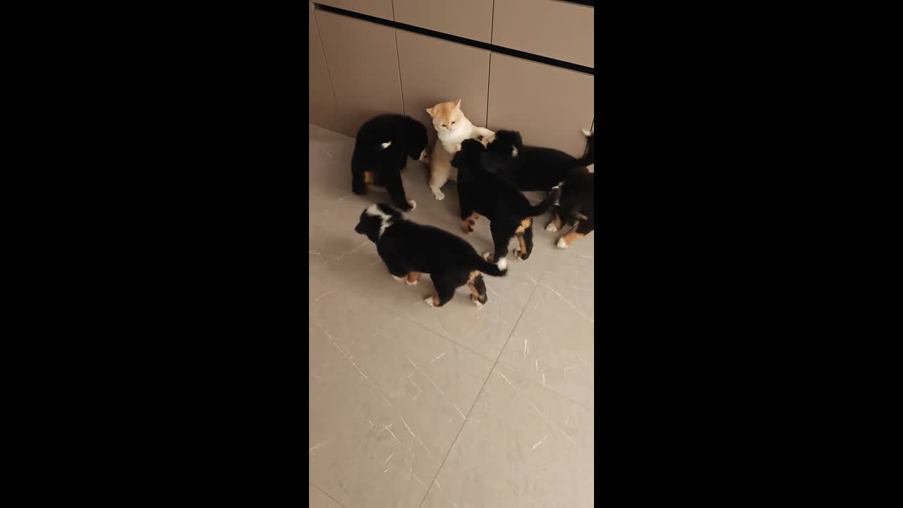 Puppies crowd around a cat for cuddles in Liaoning, China
