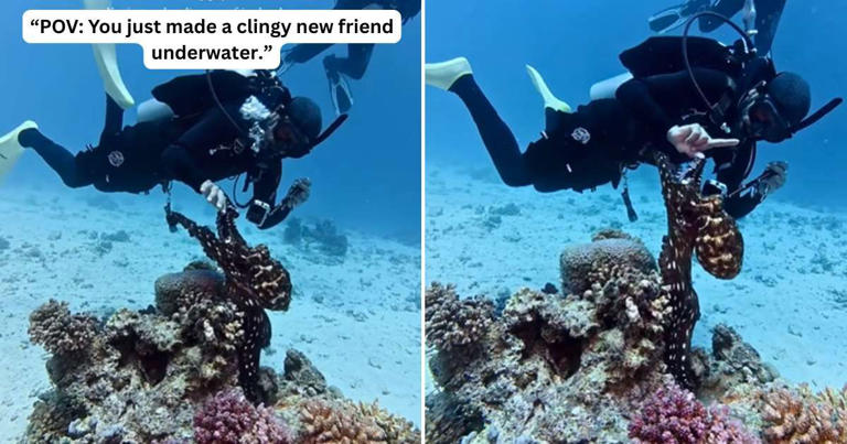 Surreal Moment Shows a Clingy Octopus Refusing to Let Go of a Diver’s Hand