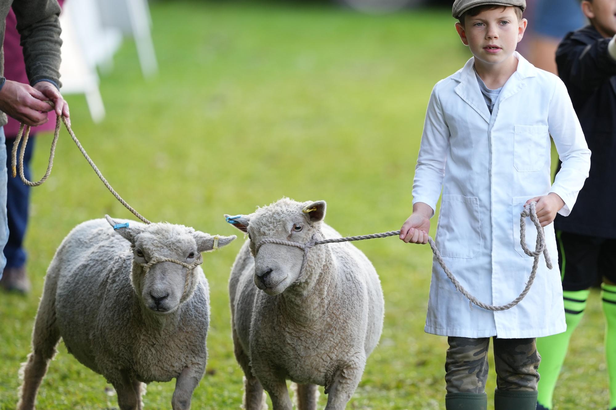 Findon Sheep Fair: Big crowds turn out for 2025 event