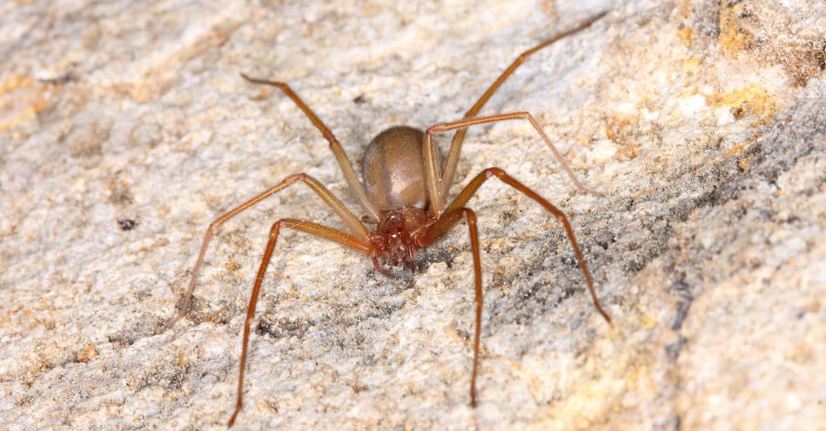 Black Widow Spider vs. Brown Recluse Spider: 5 Differences