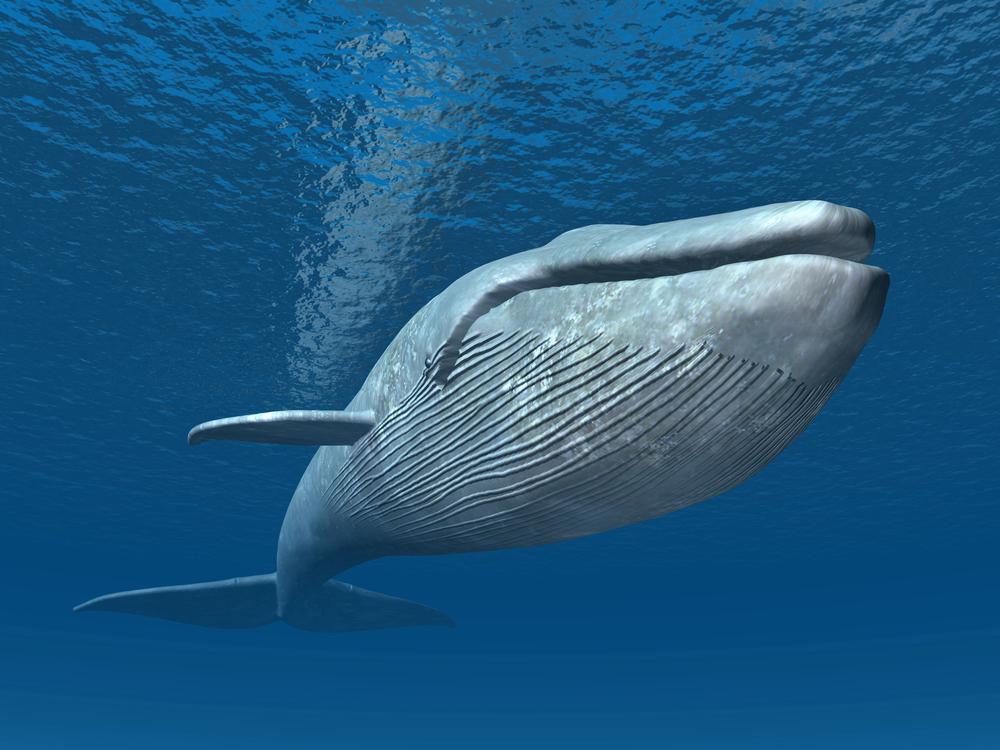 16 Giant Sea Creatures That Broke Size Records