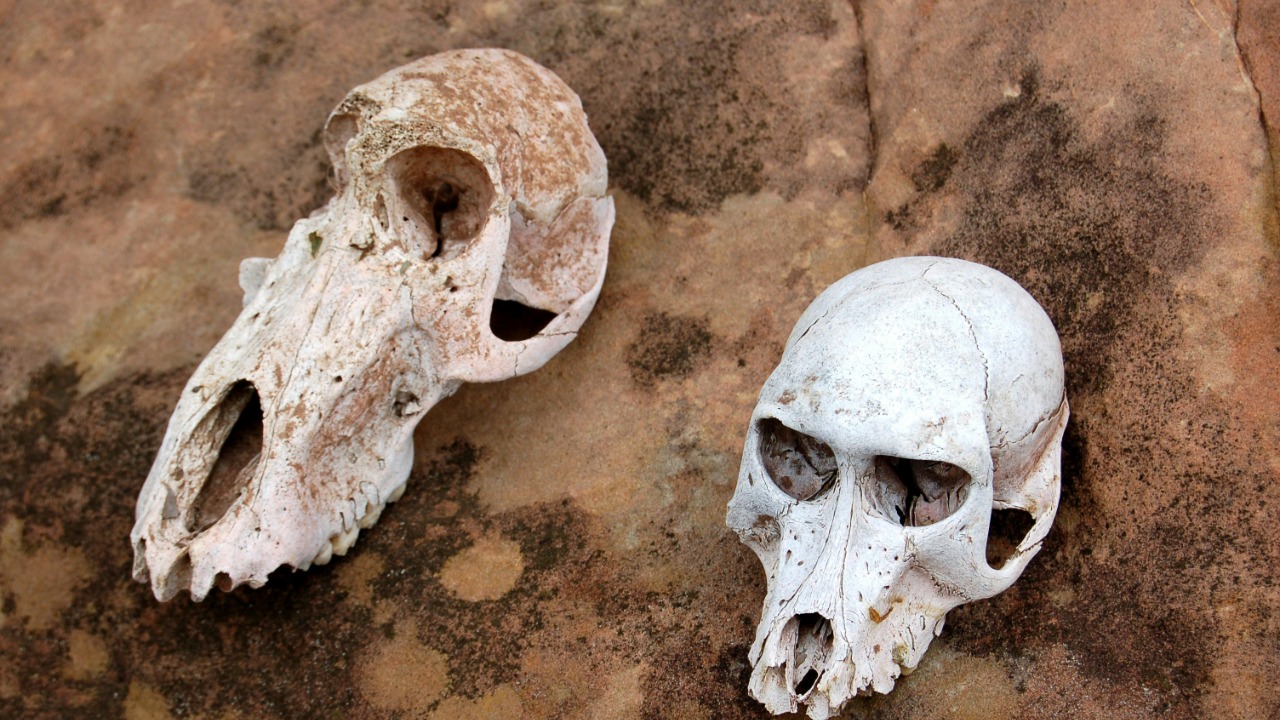 Fossils hint at non-human species alongside early humans