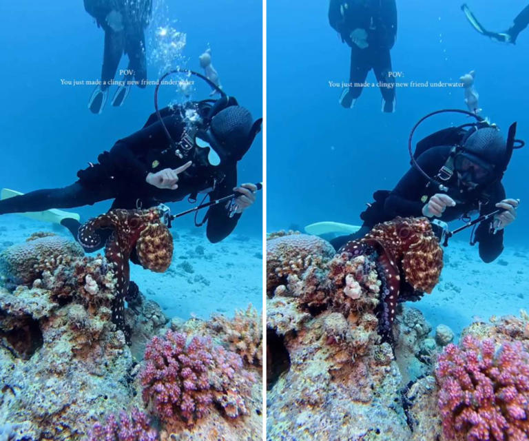 Surreal Moment Shows a Clingy Octopus Refusing to Let Go of a Diver’s Hand