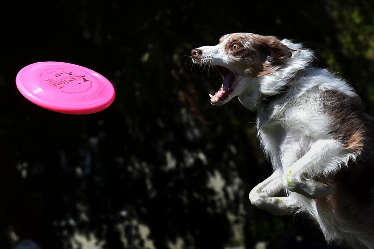 Does your dog have ADHD? A new test could help tell you
