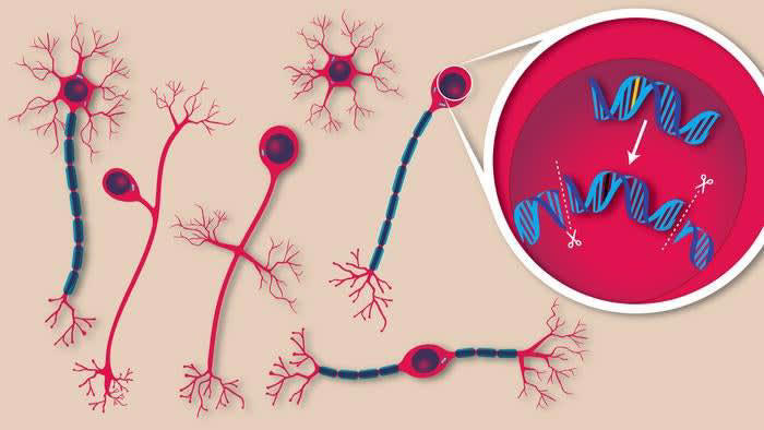 Harvard gene editing treatment corrects brain mutations and improves ...