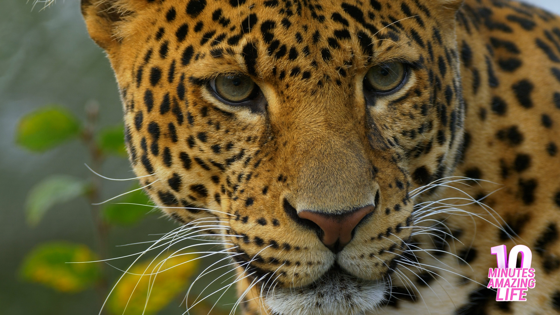 Close-up of a Leopard’s Intense Gaze
