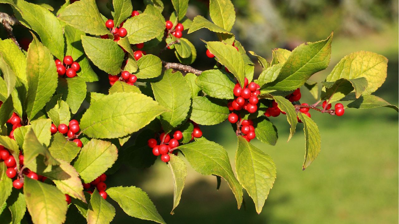 How to grow winterberry – a shrub for year-round interest and fantastic ...