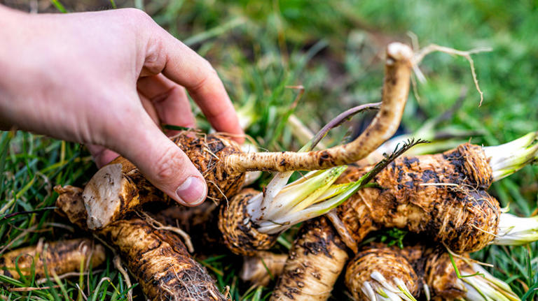 This Fast-Growing Herb Easily Runs Wild In Gardens. Here's How To Stop It