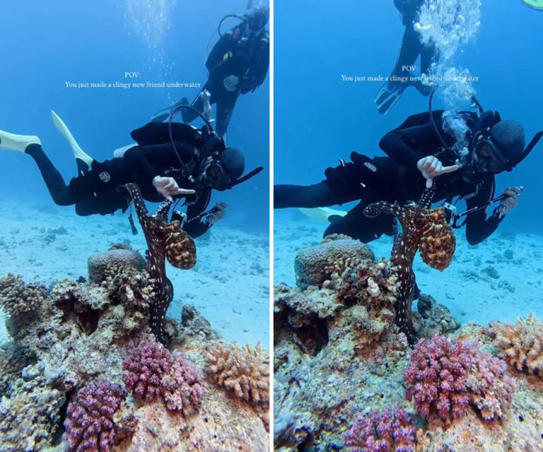 Surreal Moment Shows a Clingy Octopus Refusing to Let Go of a Diver’s Hand