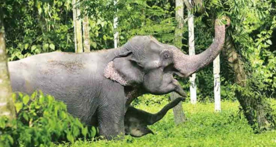 Elephant worth ₹1 cr stolen in Jharkhand, FIR lodged