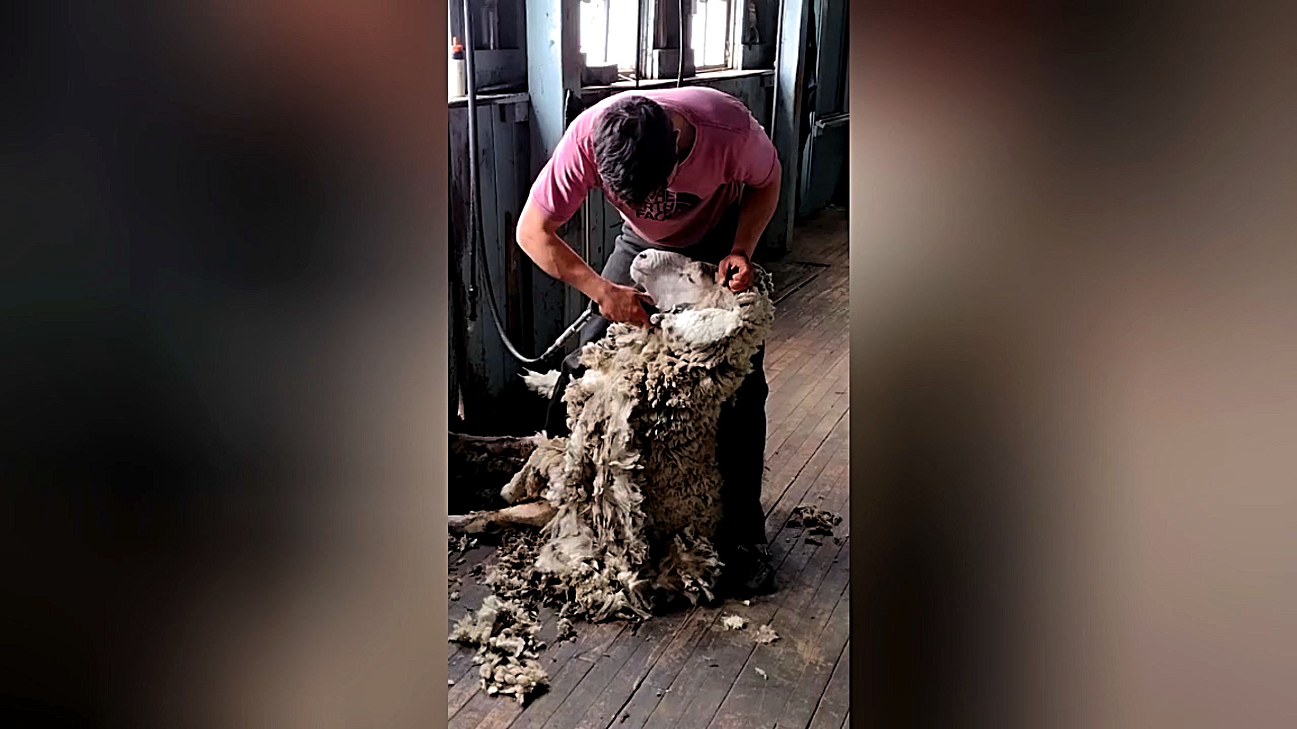 A Sheep Getting Sheared