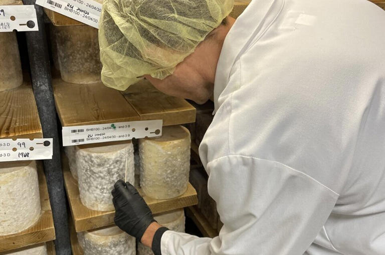 Cheese cave fungi reveal how genetic mutations drive rapid evolutionary ...