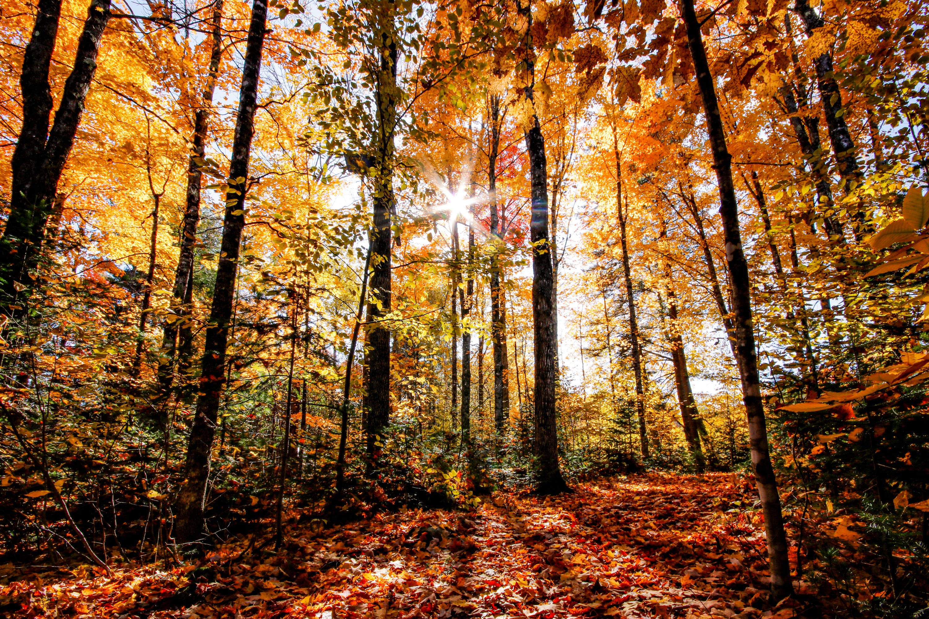 Why do leaves change color in the fall? The science behind fall foliage
