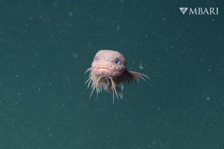 3 new species discovered off Calif. coast, and you can see one in SF