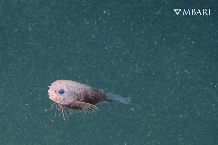 3 new species discovered off Calif. coast, and you can see one in SF