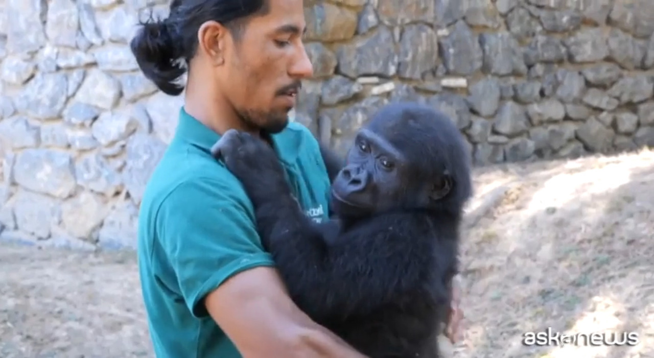 Zeytin il baby gorilla salvato in aeroporto, l'avevano rinchiuso in una ...