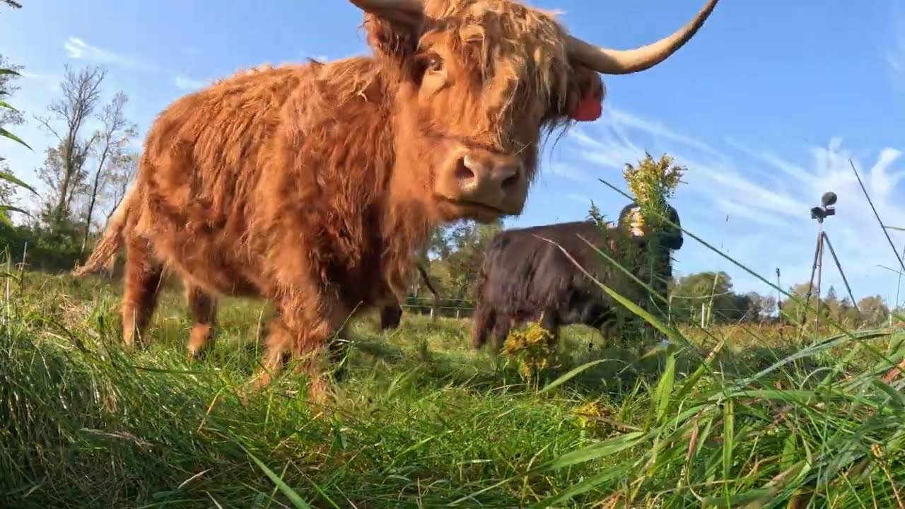 A peaceful day spent with my farm animals