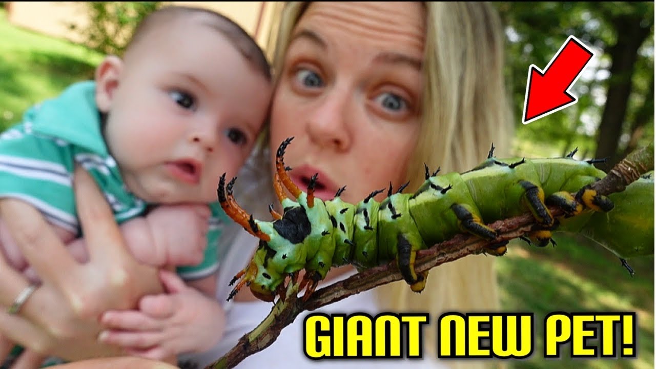 Caught giant new pet for baby in epic Cole & Jay vlog