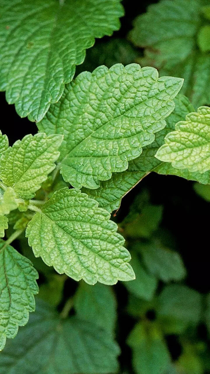 From garden to glass: How to grow herbal tea fresh in the balcony